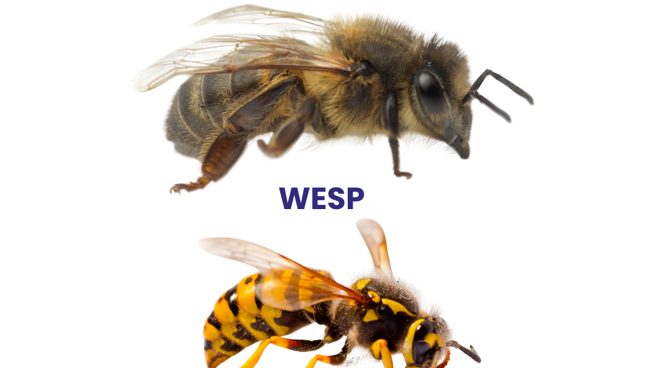 Bijen of wespen in of rond je woning? Dit moet je weten!